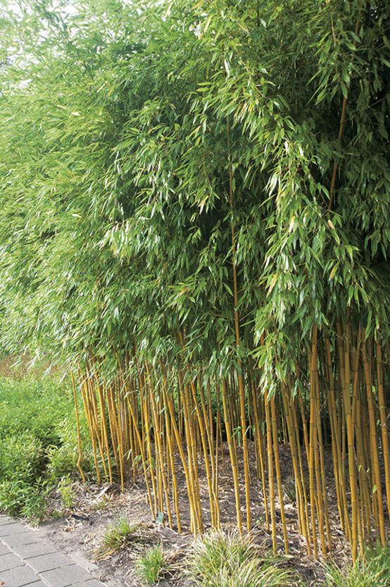 Bambou Jaune 'Spectabilis' - Jardiland