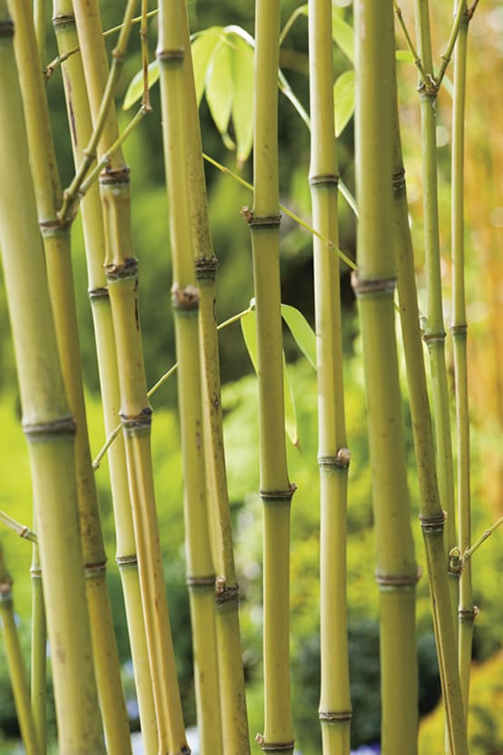 Bambú Dorado - Jardiland