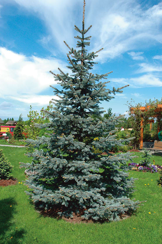 Abeto Azul de Colorado 'Hoopsii' - Jardiland