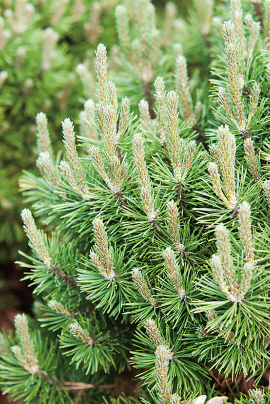 Pino de montaña 'Mops' - Jardiland