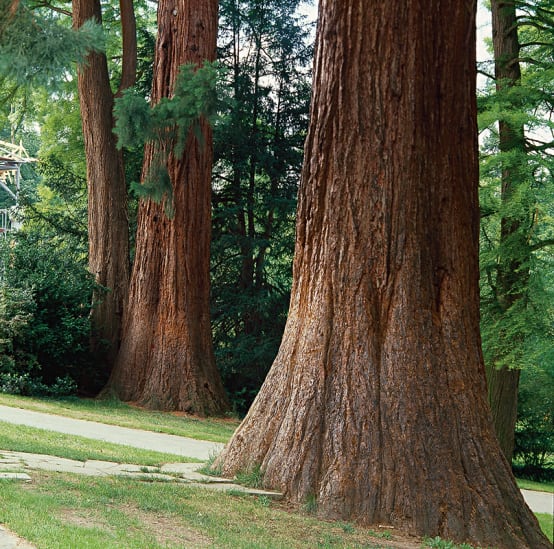 Secuoya Gigante - Jardiland