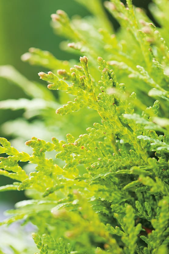 Thuya d'Occident 'Danica' - Jardiland