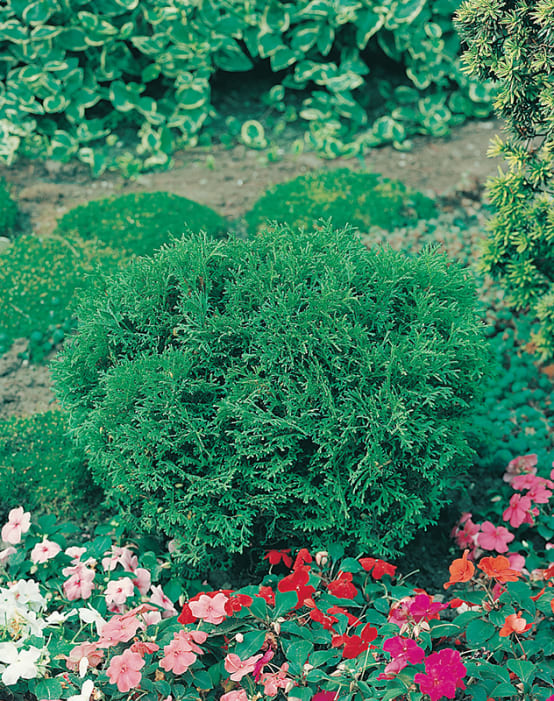 Thuja occidentalis 'Tiny Tim' - Jardiland