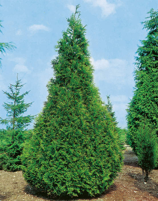 Cedro Rojo 'Atrovirens' - Jardiland