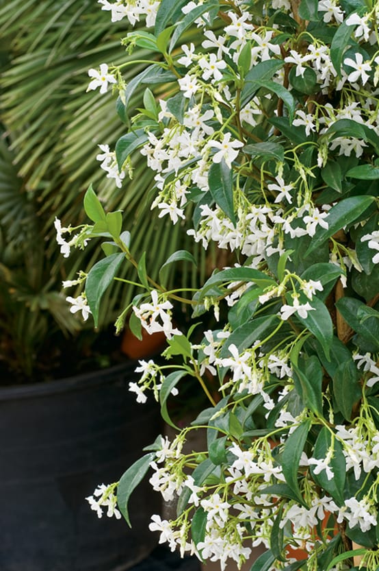 Jazmín estrellado - Jardiland