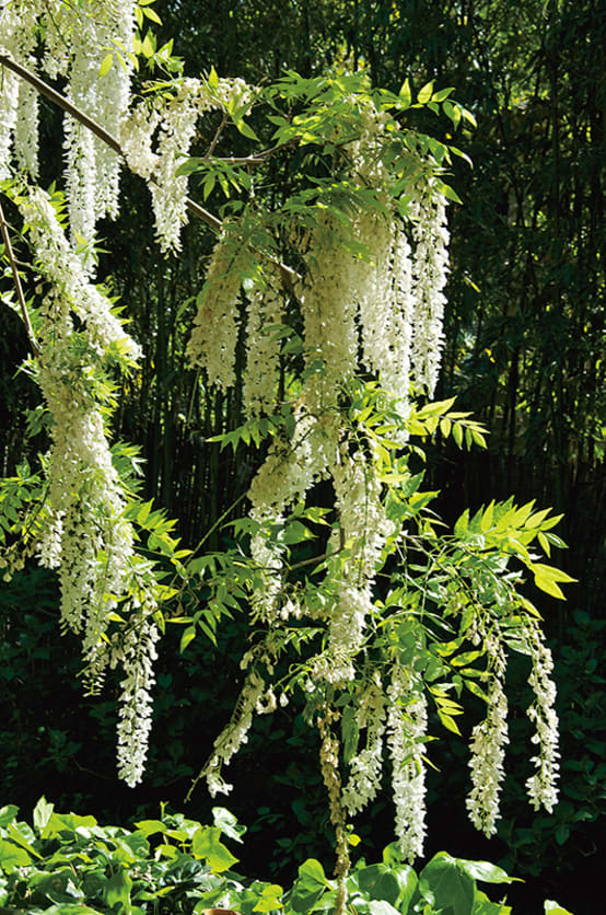 Glicina del Japón 'Alba' - Jardiland