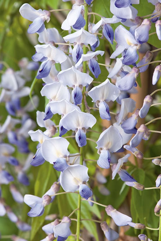 Glicina del Japón 'Macrobotrys' - Jardiland