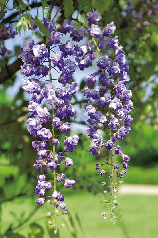 Glicina del Japón 'Violacea Plena' - Jardiland