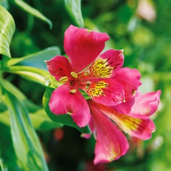 Alstroemeria, lirio de los Incas - Jardiland