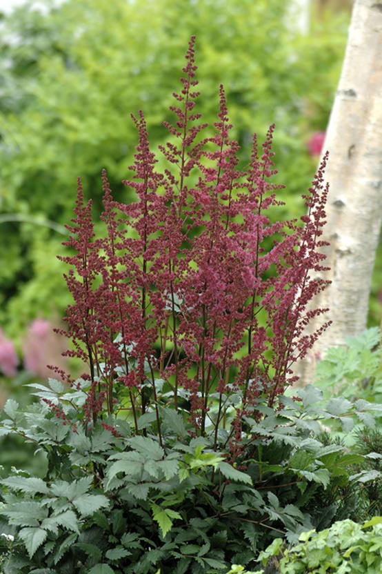 Astilbe 'Etna' - Jardiland