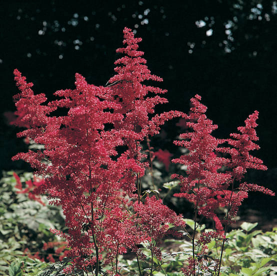 Astilbe d'Arends 'Spinell' - Jardiland