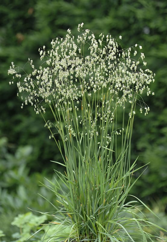 Briza media - Jardiland