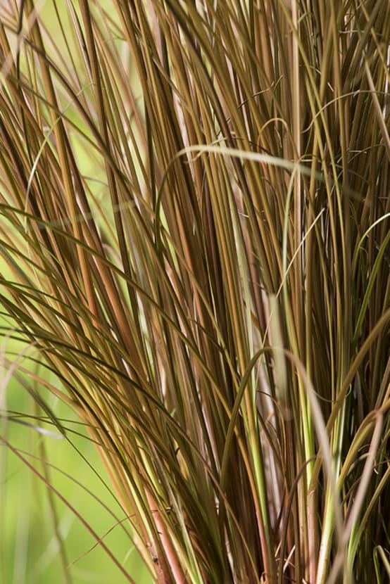 Carex comans 'Bronze Form' - Jardiland