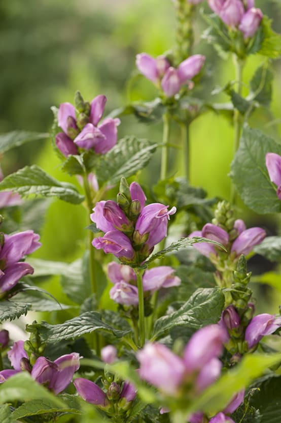 Galane 'Chelone' - Jardiland