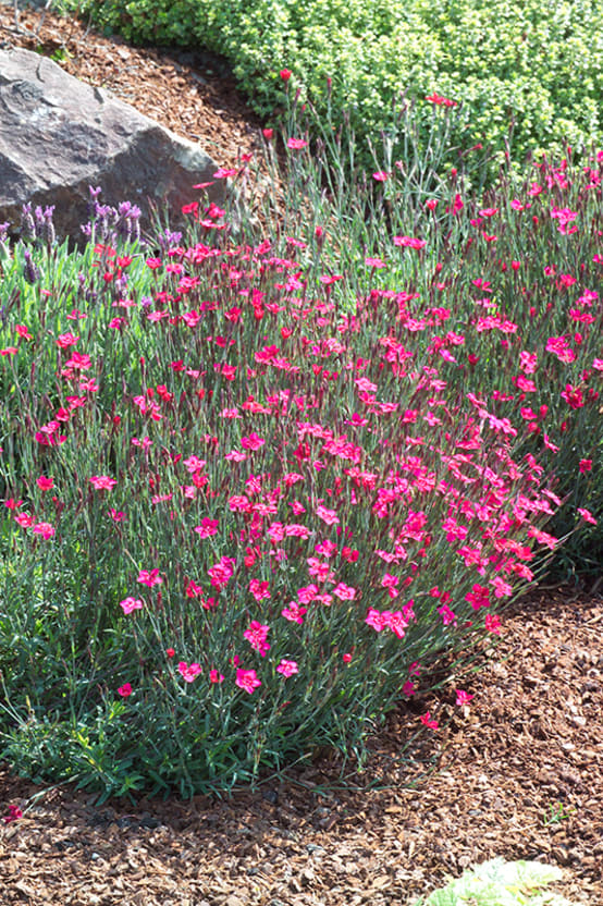 Clavel delta, clavel acostado - Jardiland