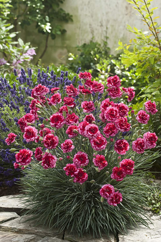 Œillet mignardise ' devon magic bico' - Jardiland