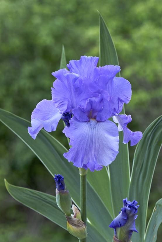 Iris des jardins mary frances - Jardiland