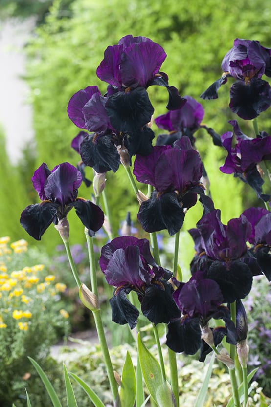 Iris des jardins sable night - Jardiland