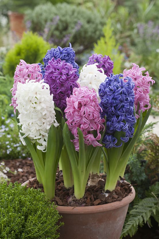 Jacinthe d'Orient - Jardiland