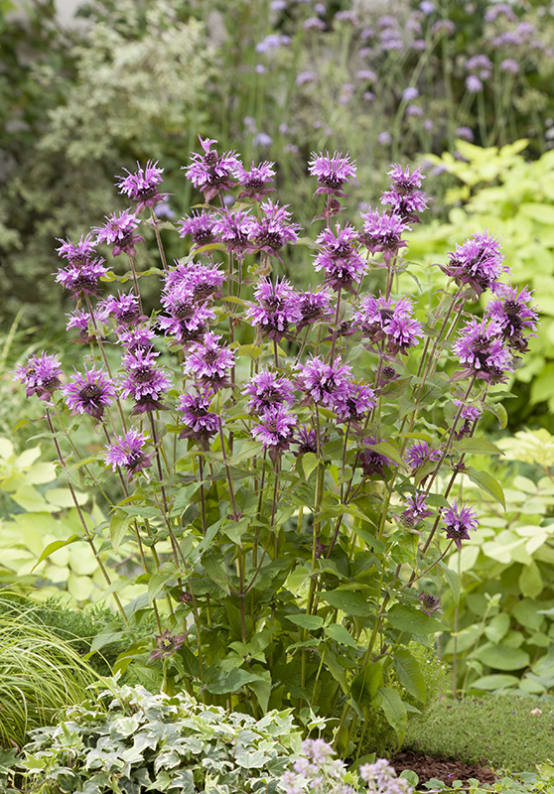 Monarde 'Beauty Of Cobham' - Jardiland