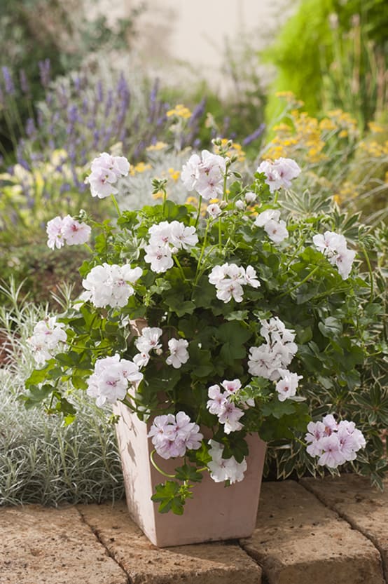 Géranium lierre double, pélargonium lierre double - Jardiland