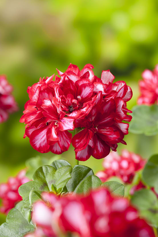 Géranium lierre double, pélargonium lierre double - Jardiland