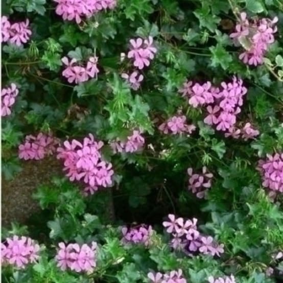 Géranium pélargonium lierre simple, roi des balcons - Jardiland