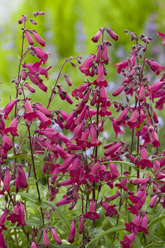 Galane 'andenk a f hahn' - Jardiland