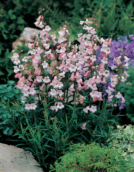 Galane 'apple blossom bicolo' - Jardiland