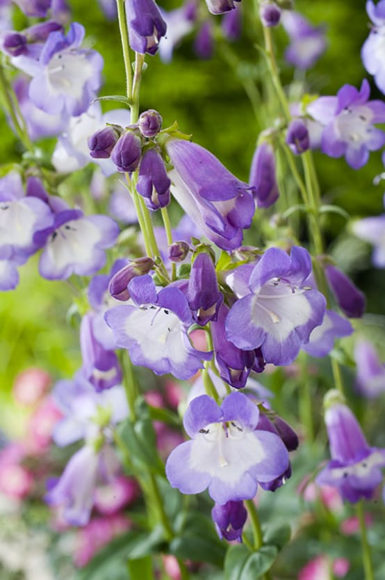 Galane 'catherine de la mare' - Jardiland