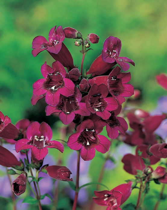 Galane 'rich ruby' - Jardiland