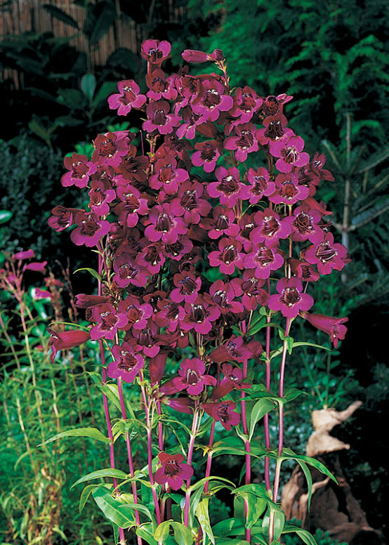 Penstemon 'Rich Ruby' - Jardiland