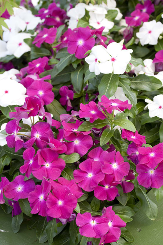 Pervenche de Madagascar - Jardiland