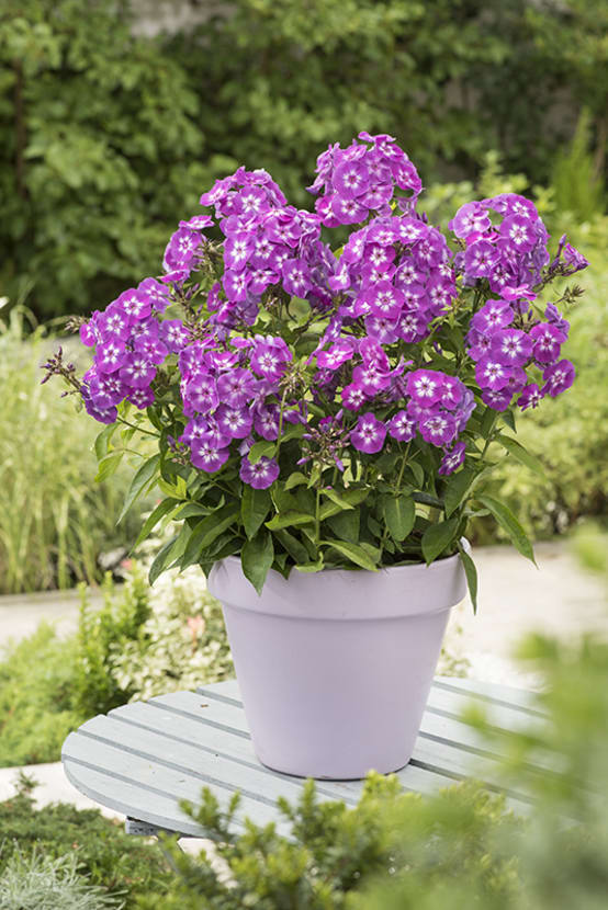 Phlox paniculé, Phlox vivace 'Laura' violet - Jardiland