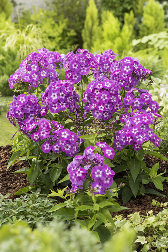 Phlox paniculé, Phlox vivace 'Laura' violet - Jardiland