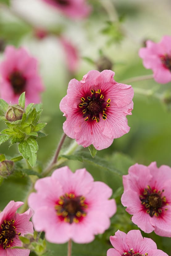Potentille nepalensis 'Miss Willmott' - Jardiland