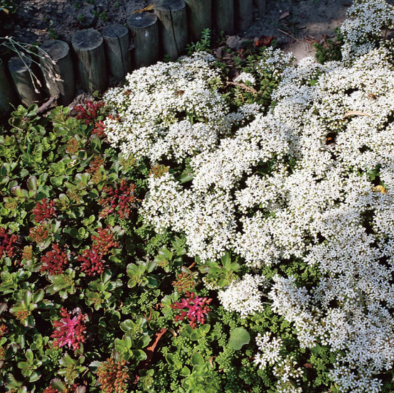 Orpin blanc - Jardiland