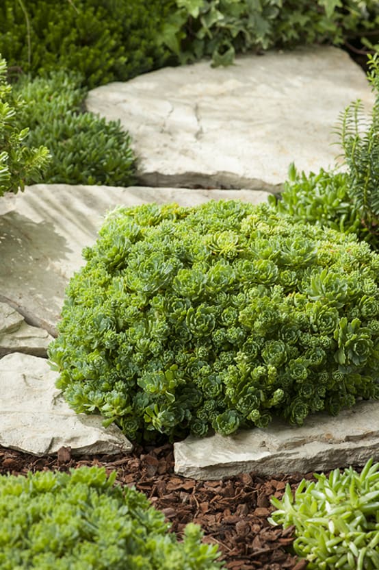 Orpin 'pachyclados' - Jardiland