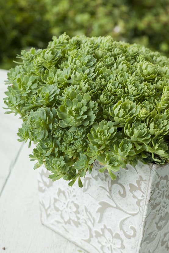 Orpin 'pachyclados' - Jardiland