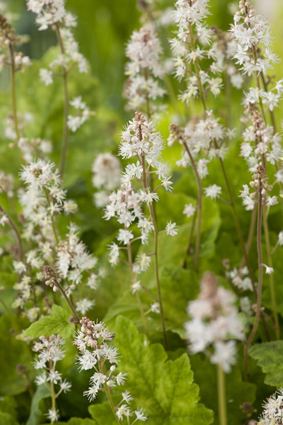 Tiarella - Jardiland