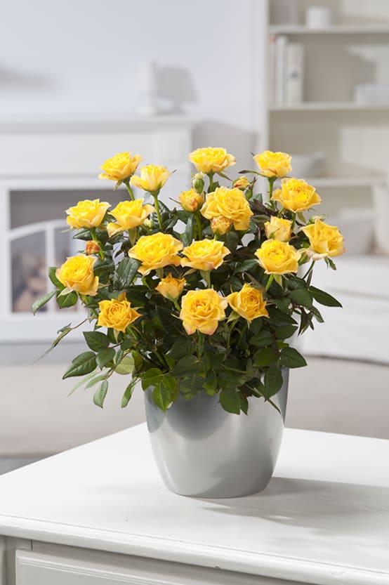 Rosal en miniatura - Jardiland