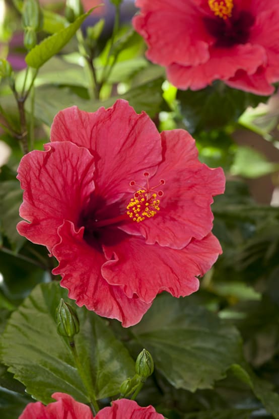 Rosa de China, ketmie - Jardiland