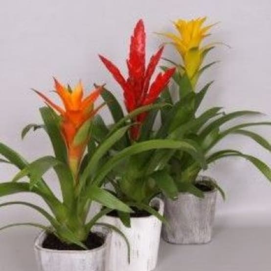 Bromelia - Jardiland