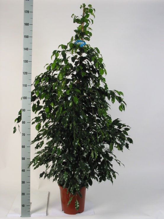 Ficus llorón 'Midnight Lady' - Jardiland