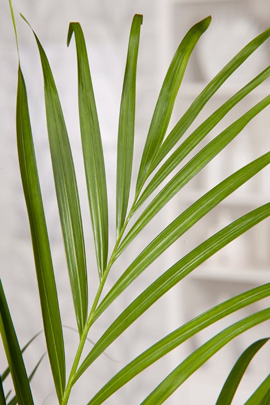 Aréca, Palmera de Arec - Jardiland