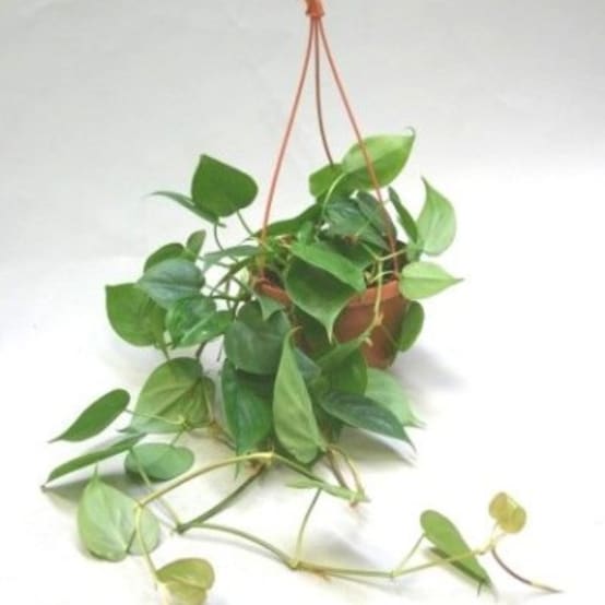 Filodendro trepador - Jardiland