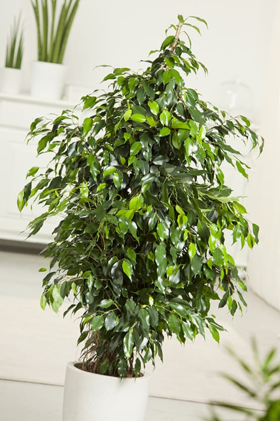 Ficus llorón 'Danielle' - Jardiland