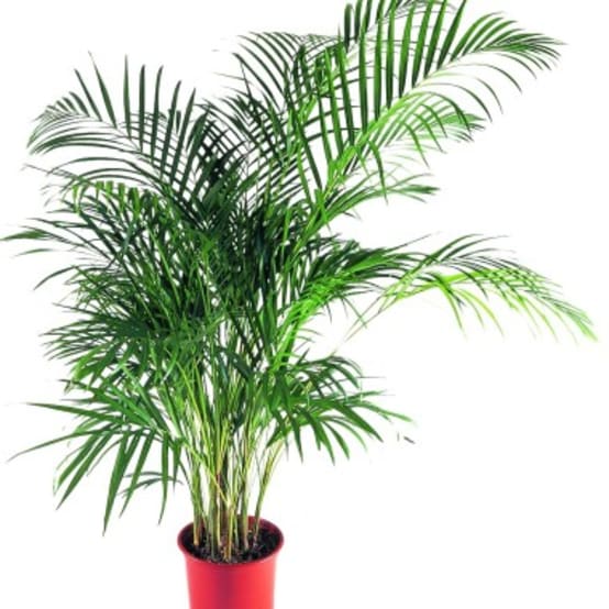 Areca, Palmera de Arec - Jardiland