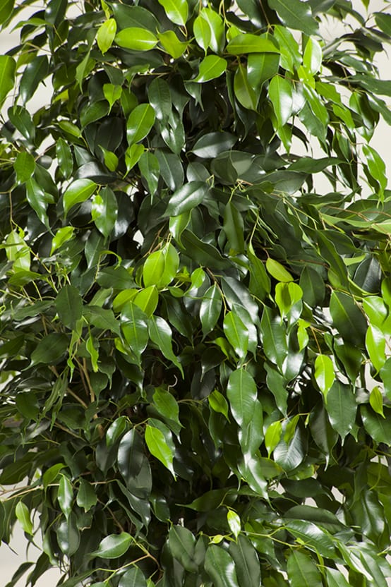 Ficus llorón 'Danielle' - Jardiland