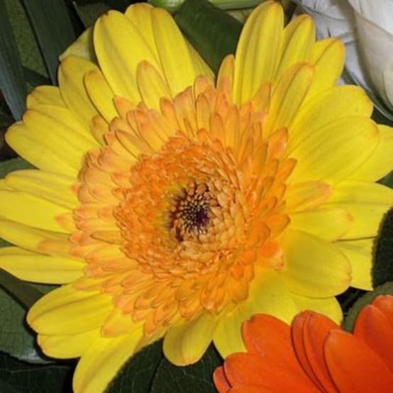 Gerbera x 'Everlast Flame ' - Jardiland